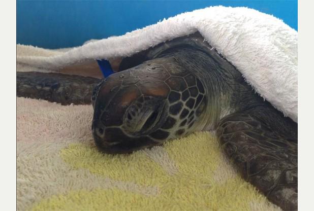 Turtle Digestive System