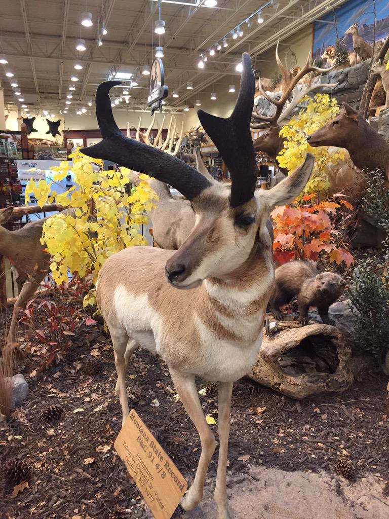 World Record Pronghorn Antelope