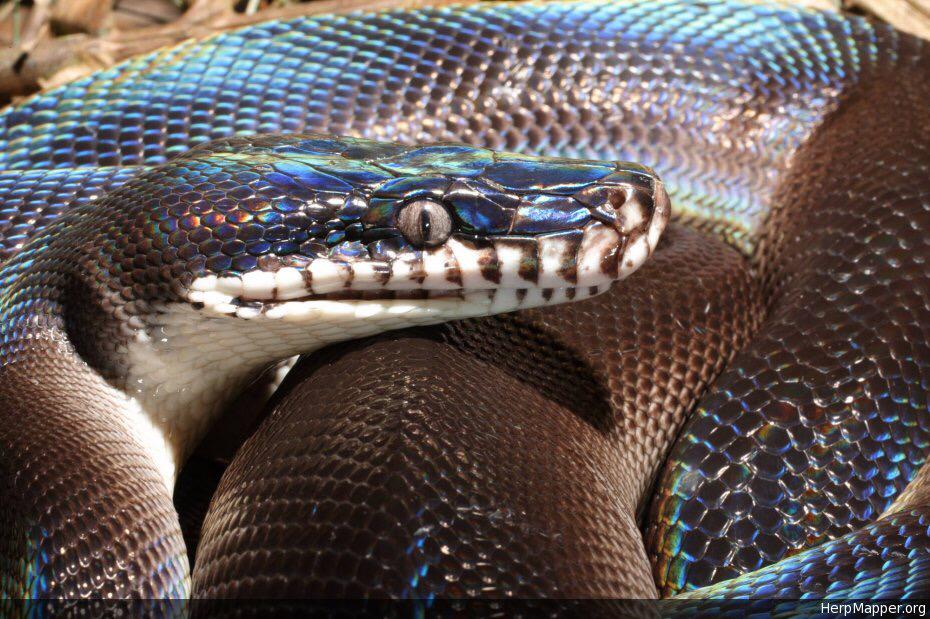I want an unusual or uncommon snake that grows to about 8 feet. : r/snakes