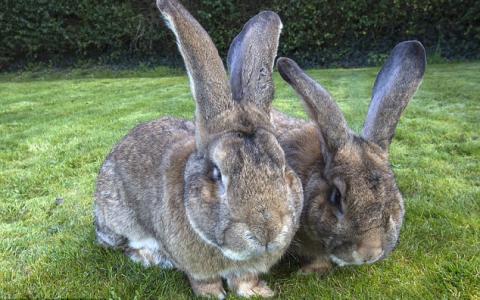 [BLOG 'Esto no es Noticia'] Darius y Jeff, padre e hijo, son los ...