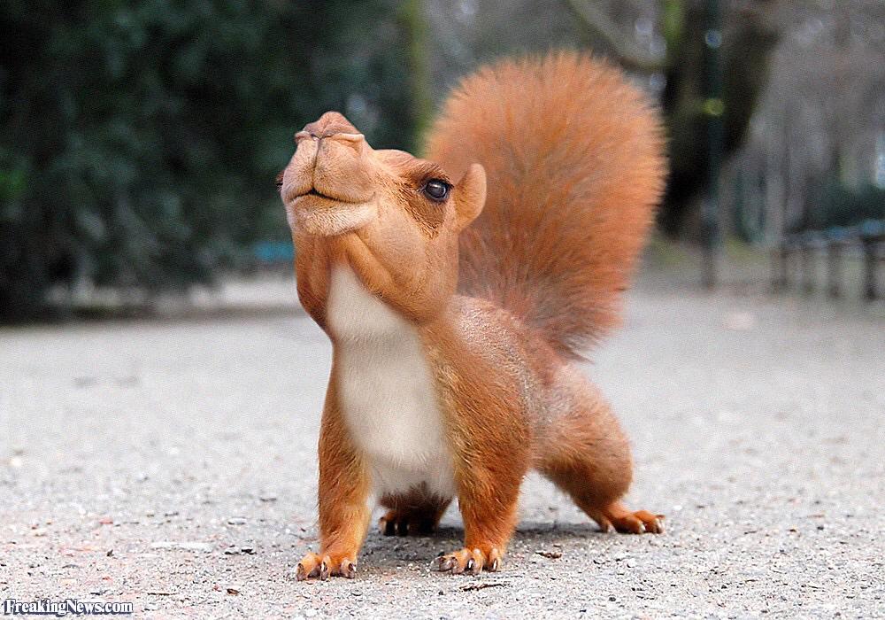 Jacked Squirrel