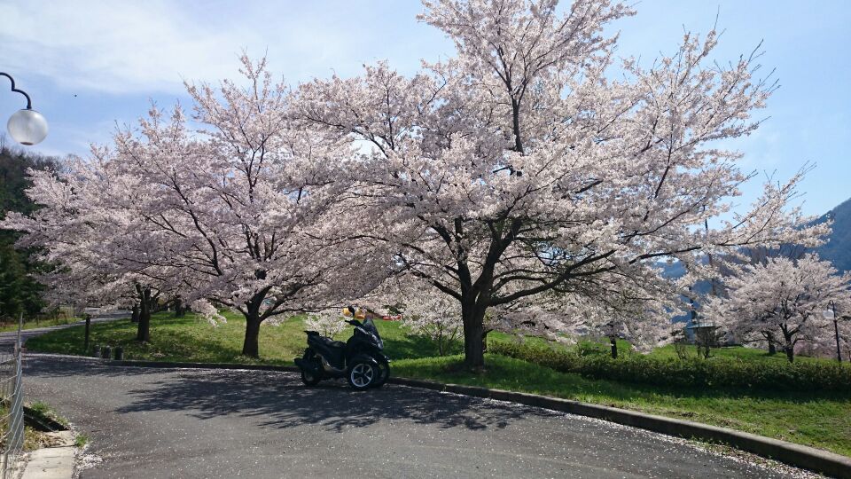 #トリシティ で #桜 前線をつかまえろ！ ～ #TRICITY モニター・ミッション3 - posfie