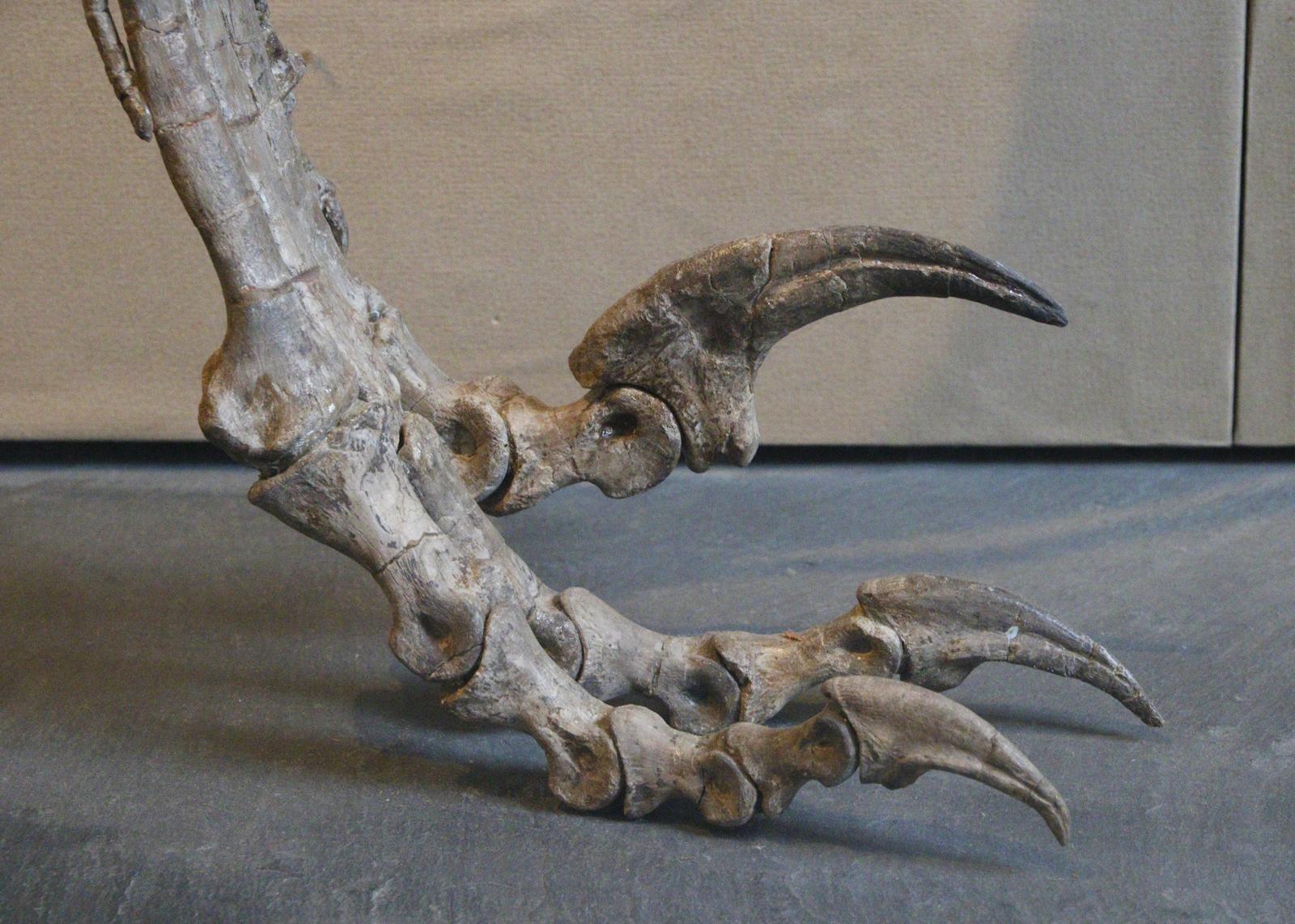 Deinonychus Claw