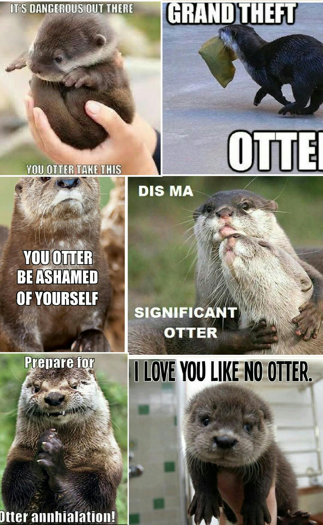 You Otter Be Ashamed Of Yourself