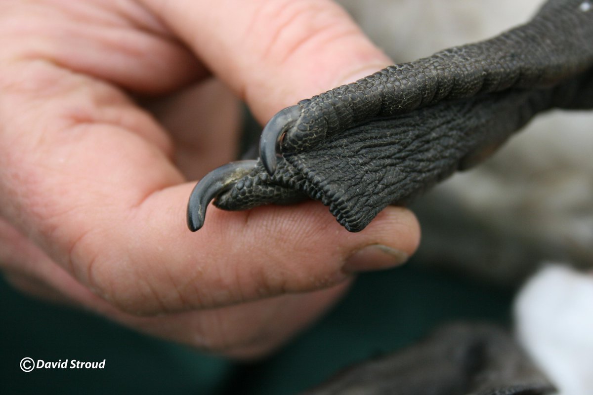 Anyone who's ever gotten into a fight with a Canada Goose, what is the ...