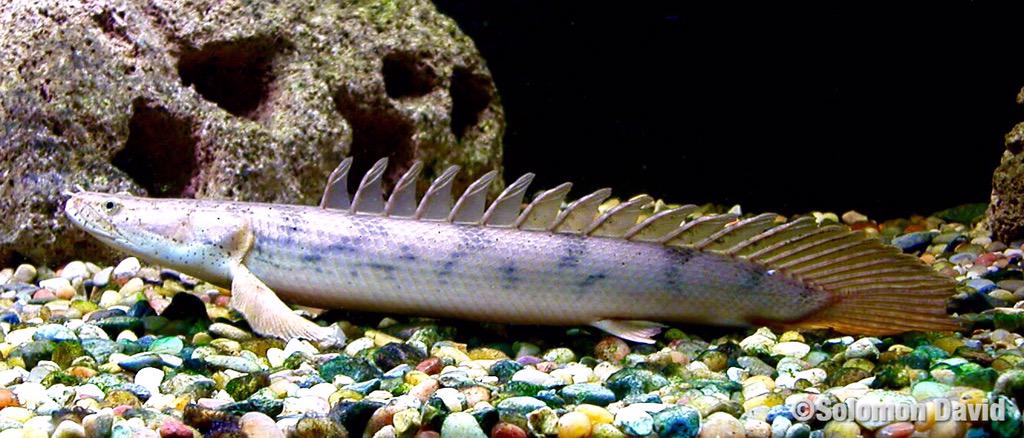 Polypterus Endlicheri Congicus
