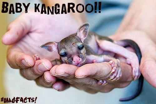 Newborn Kangaroo Teaspoon