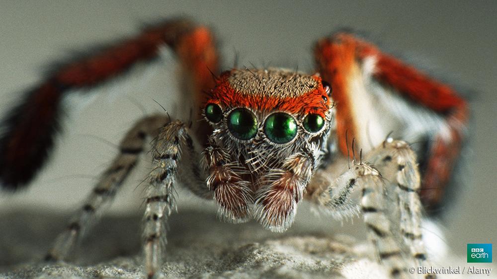 10 Most Beautiful Spiders