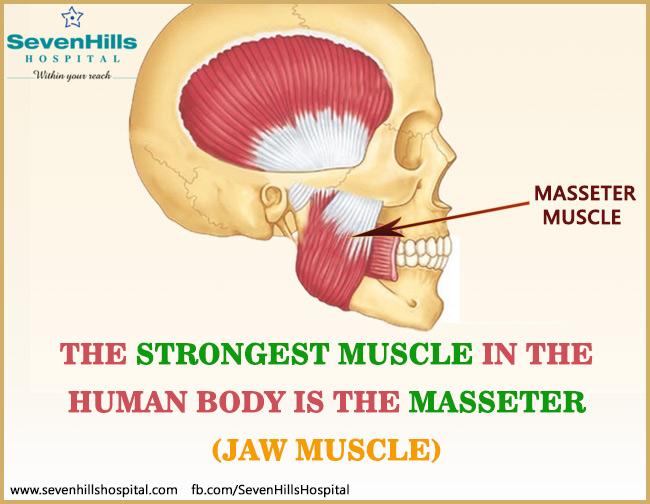 Inside Your Body Muscle