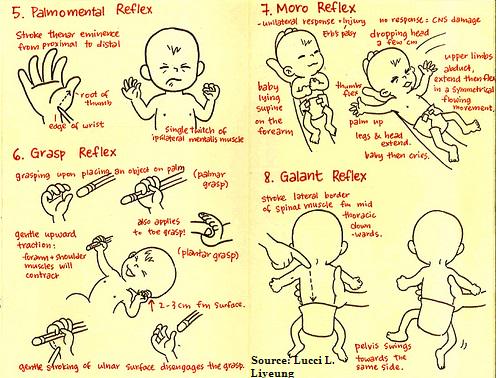 Rooting Reflex