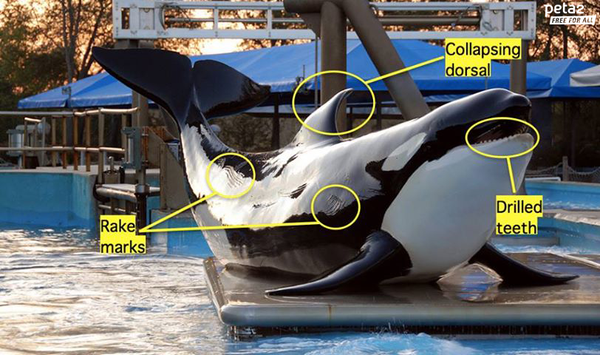 Wild Orca With Collapsed Dorsal Fin