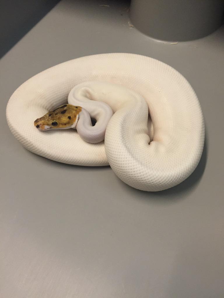 Bumblebee Pied Ball Python