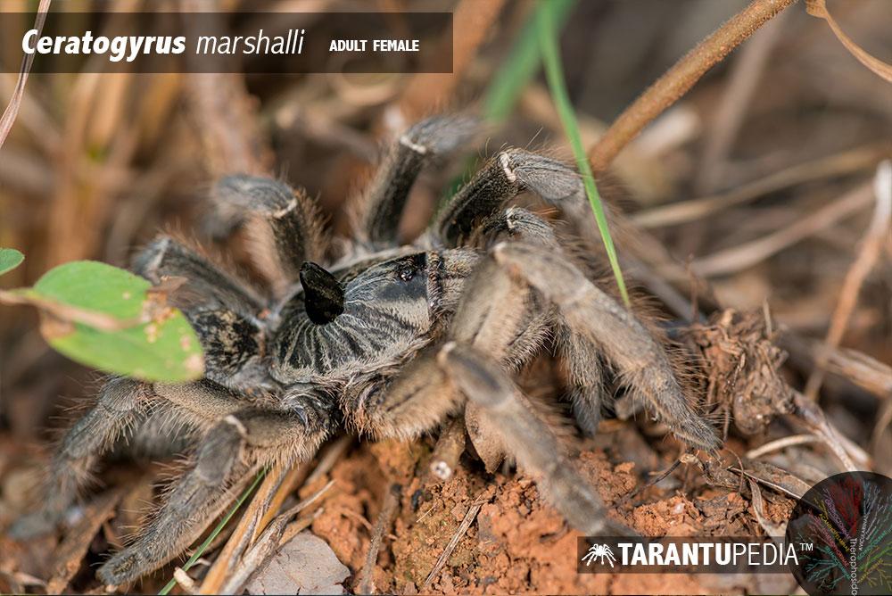 Eastern Horned Baboon Tarantula