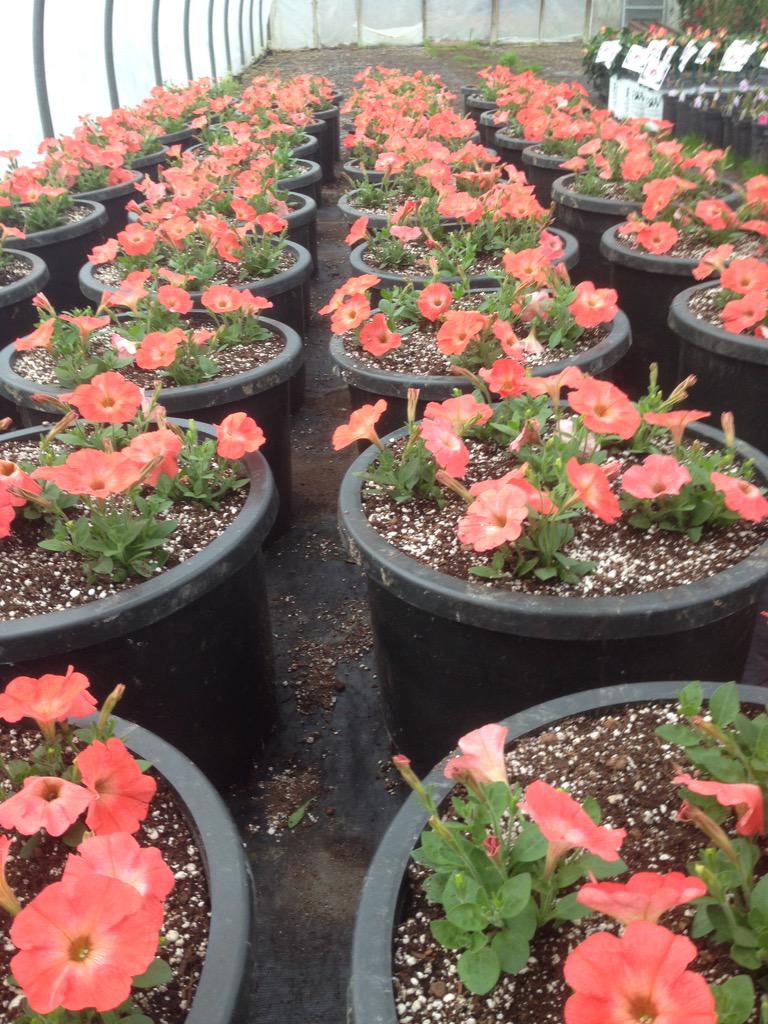 Peter Ferrante (@Peter_Ferrante) | Twitter