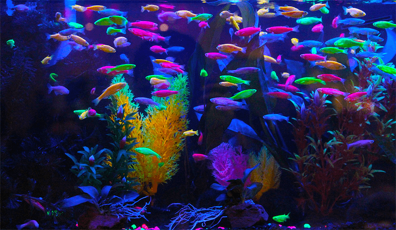 Genetically Modified Fish Glow