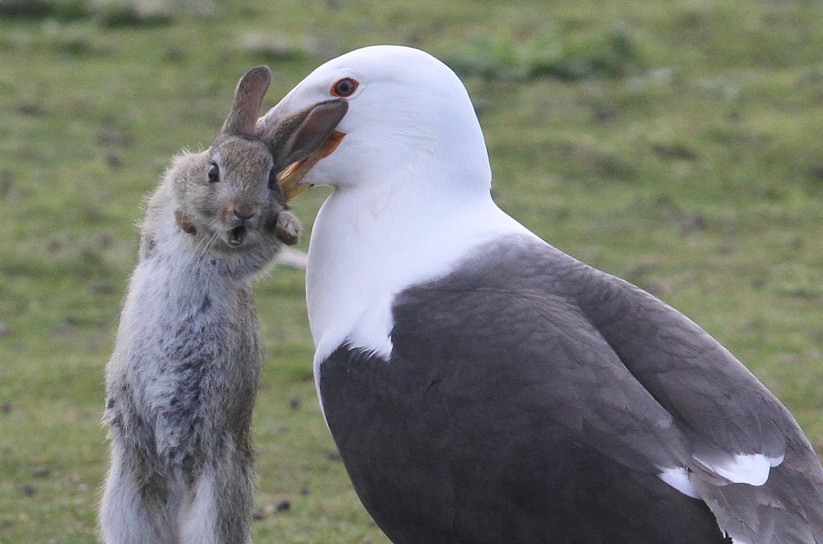 Black Gull