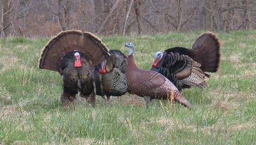 Biggest Turkey In The World