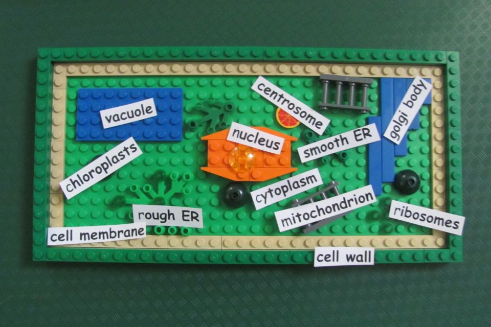 Homemade Plant Cell Model 3d