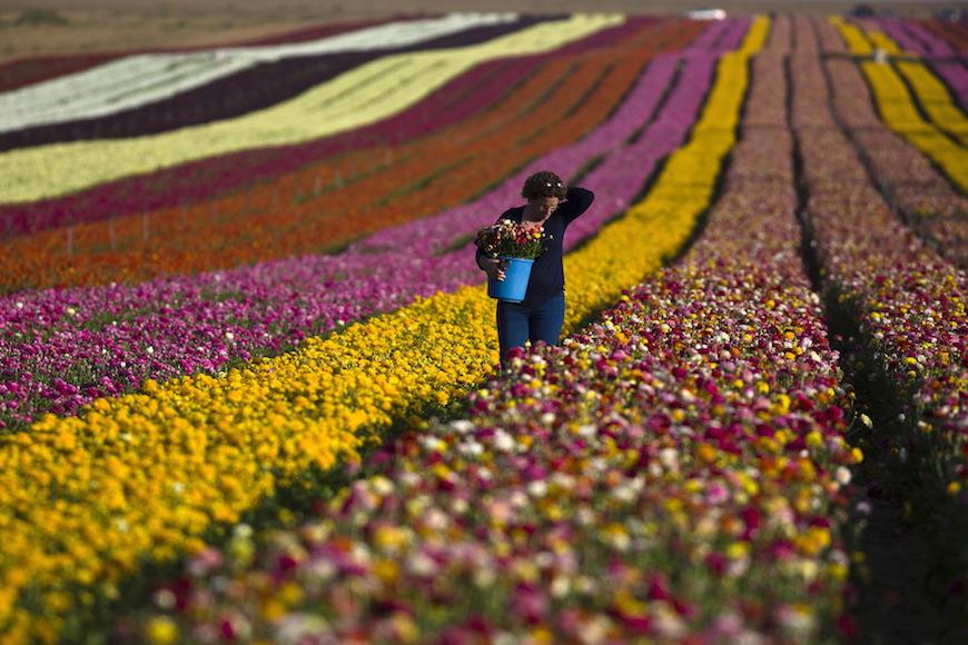 photooftheday Israeli woman picks buttercup flowers in a field near ...