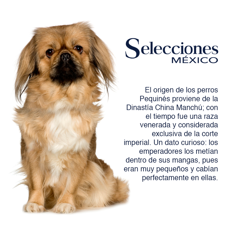 Desarrollar orificio de soplado Saga toda la información sobre los ...