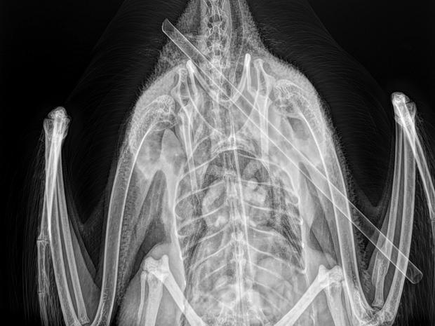 A goose x-ray: line through top is an arrow. goose carried it for weeks ...
