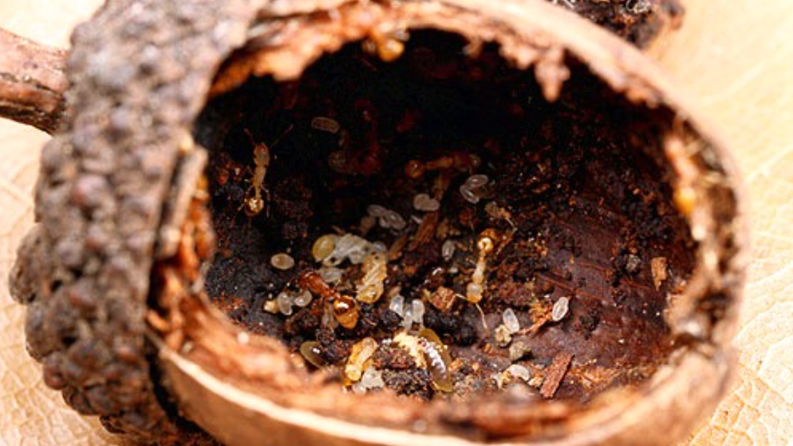 Tiny Acorn Ants make their nests inside an Acorn! It’s like Real-life ...