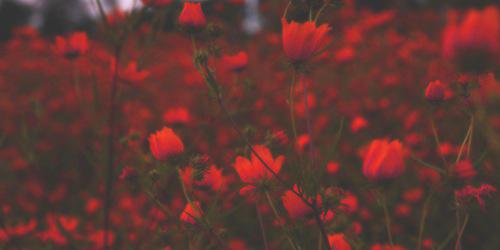 Red Header Tumblr