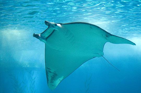 Perú Mira: Capturan a mantarraya gigante en Perú. Mira la impresionante ...