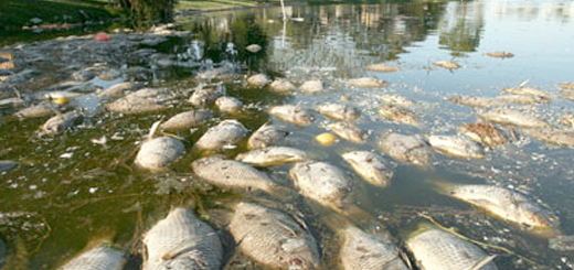 Eutrophication Dead Fish