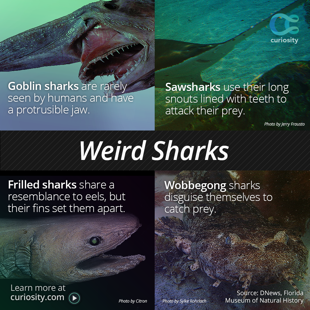 Frilled Shark Memes