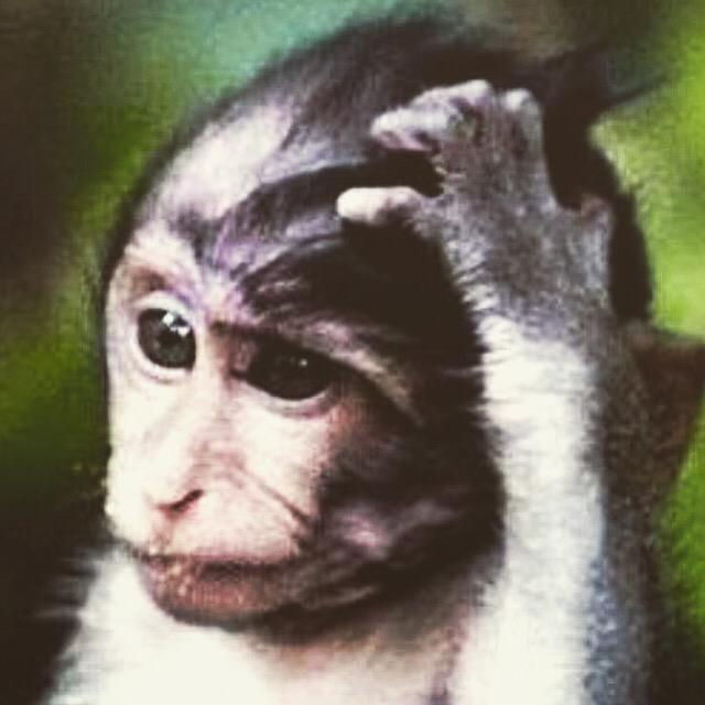 Animals Looking Confused