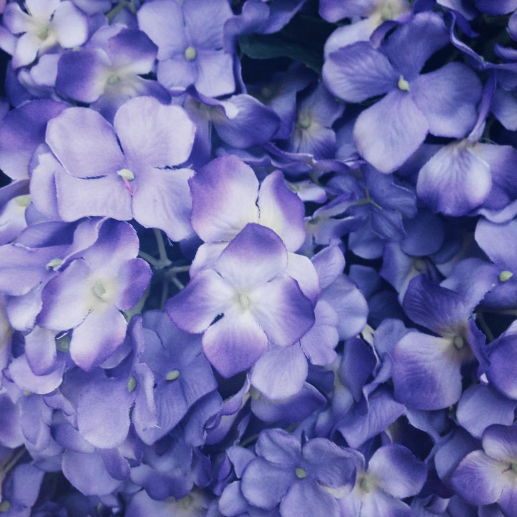 Twitter Headers Roses