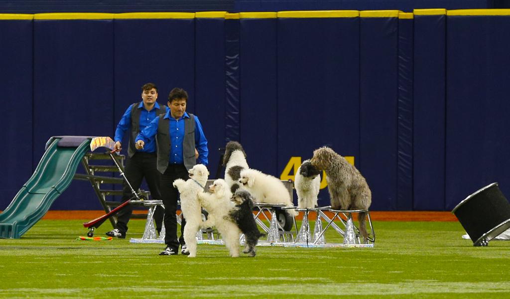 Dog Conga Line Happy Birthday at Robert Keck blog