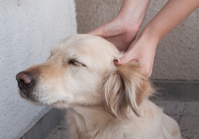 Why Do Dogs Love Their Ears Rubbed