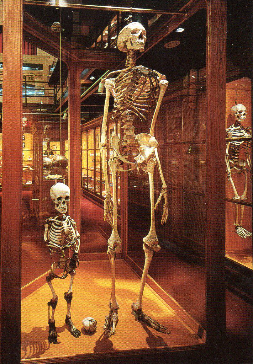 The Mutter Museum Collection Of Medical Oddities