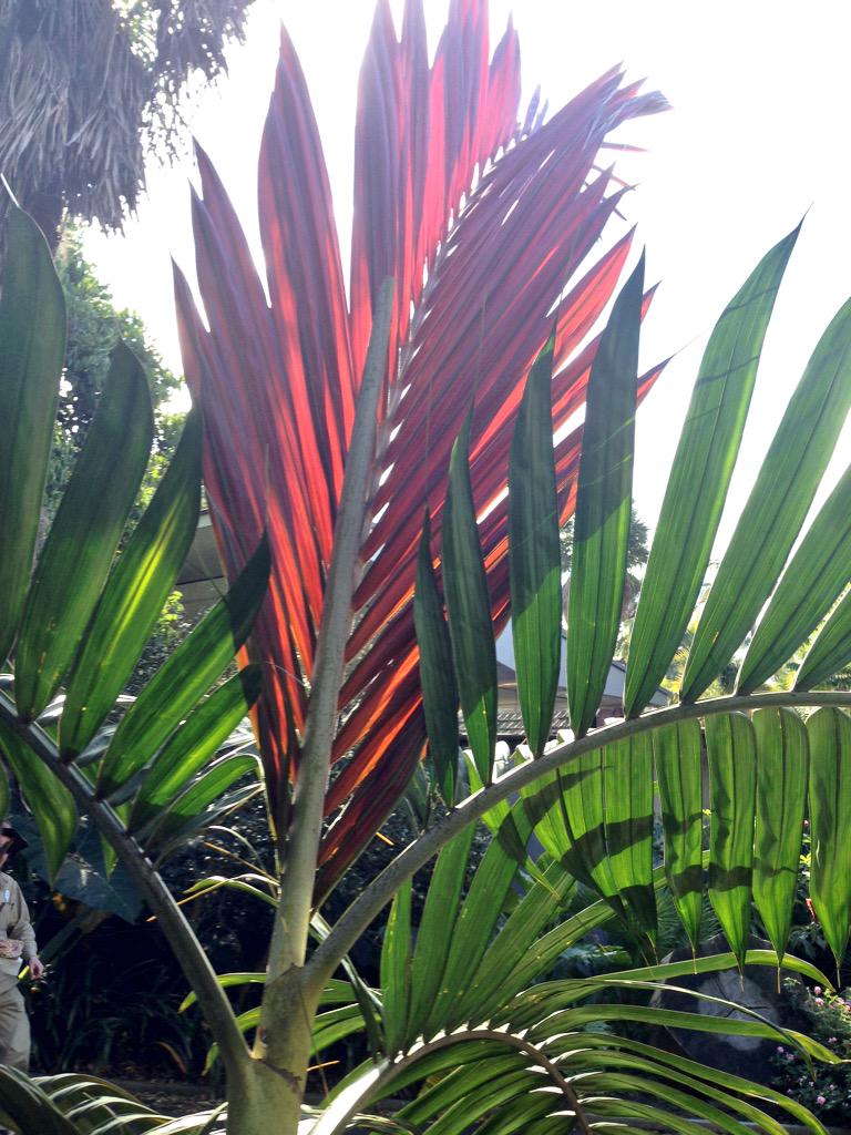 Flame Thrower Palm