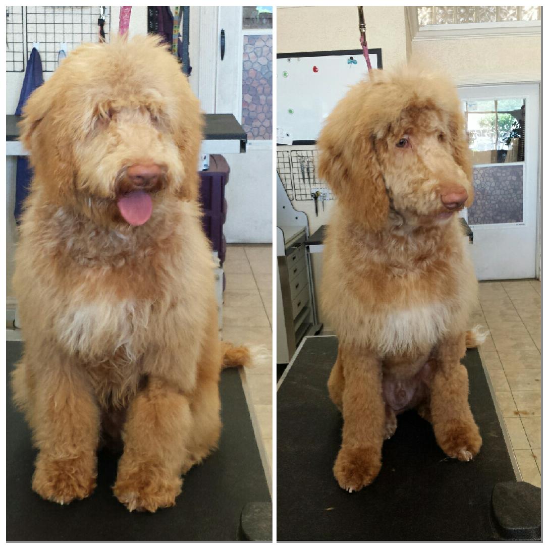 Labradoodle Lion Haircut