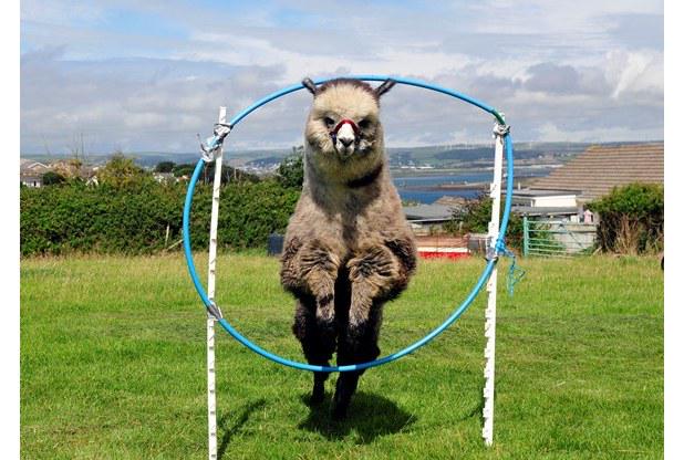 Jumping Alpaca