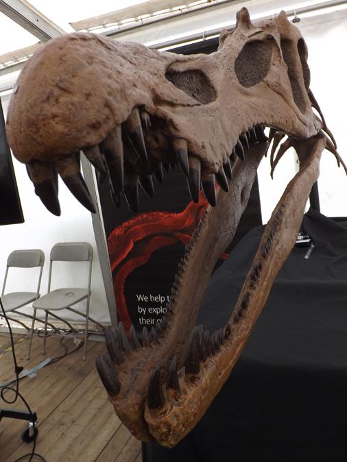 Baryonyx Skull