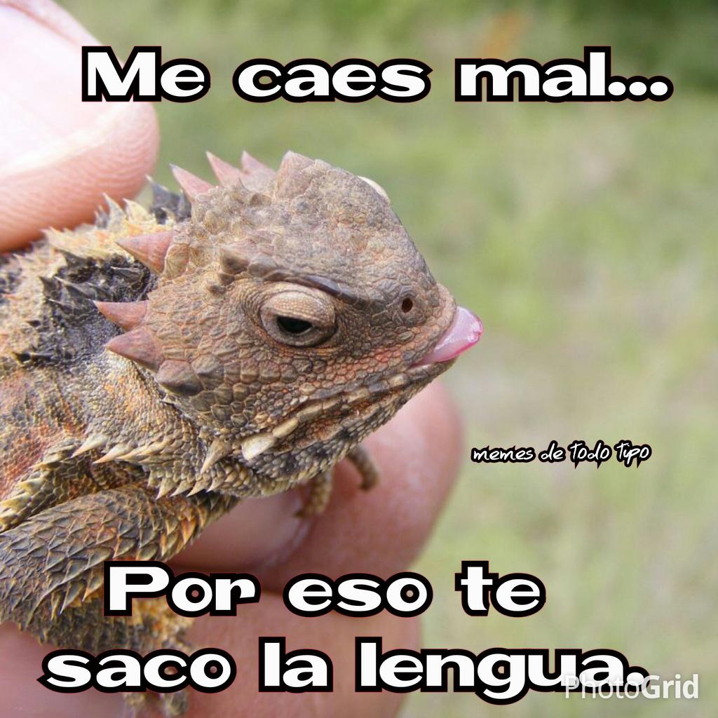 Lizard Huehuehue Meme