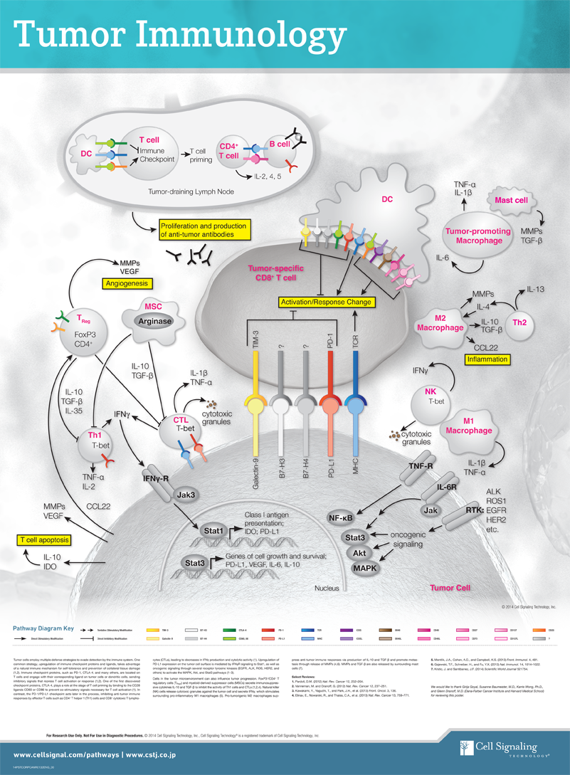Cell Signaling Technology on Twitter: "Stop by booth 640 to pick up your copy of our Tumor ...