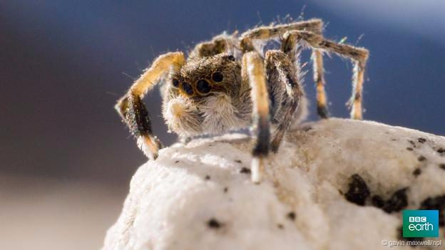 The Himalayan jumping spider: world’s highest living animal found ...