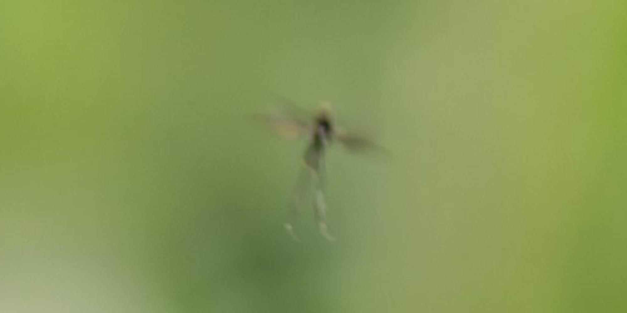 Photos Of Real Life Fairies