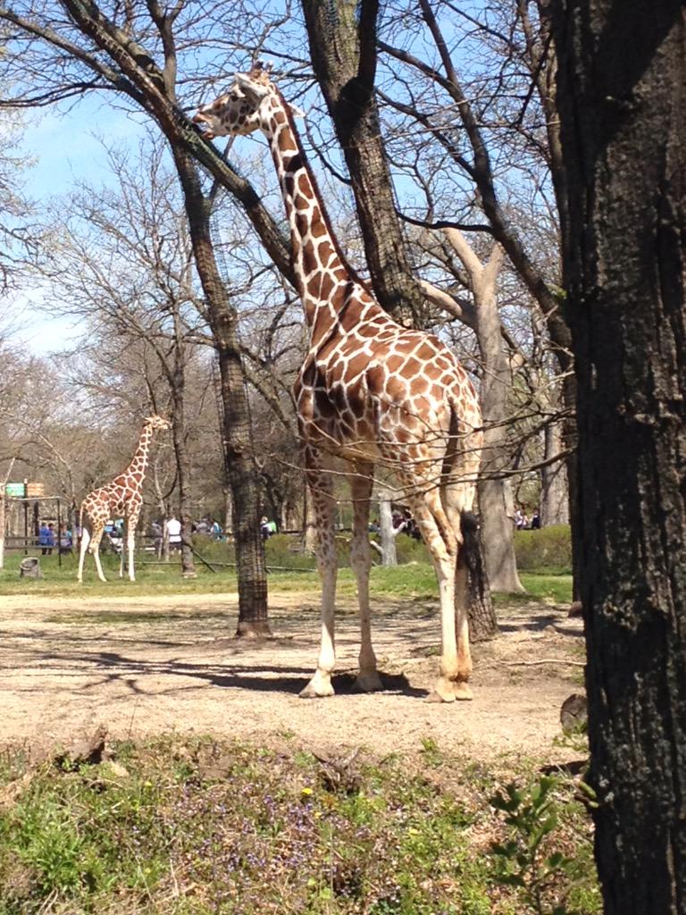 Reticulated Giraffe Facts Habitat Adaptations Pictures