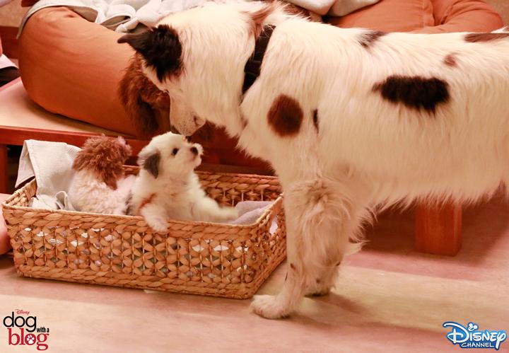 Dog With A Blog Stan As A Puppy