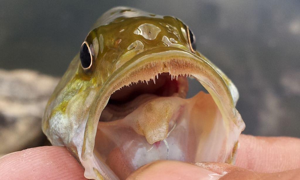 Largemouth Bass Teeth