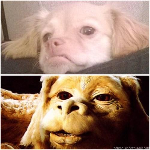 Atreyu Neverending Story Dog