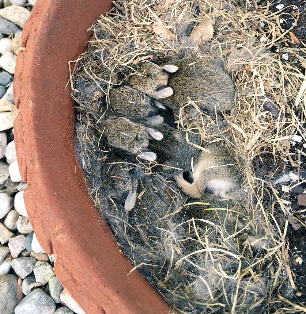 Baby Rabbits Nest
