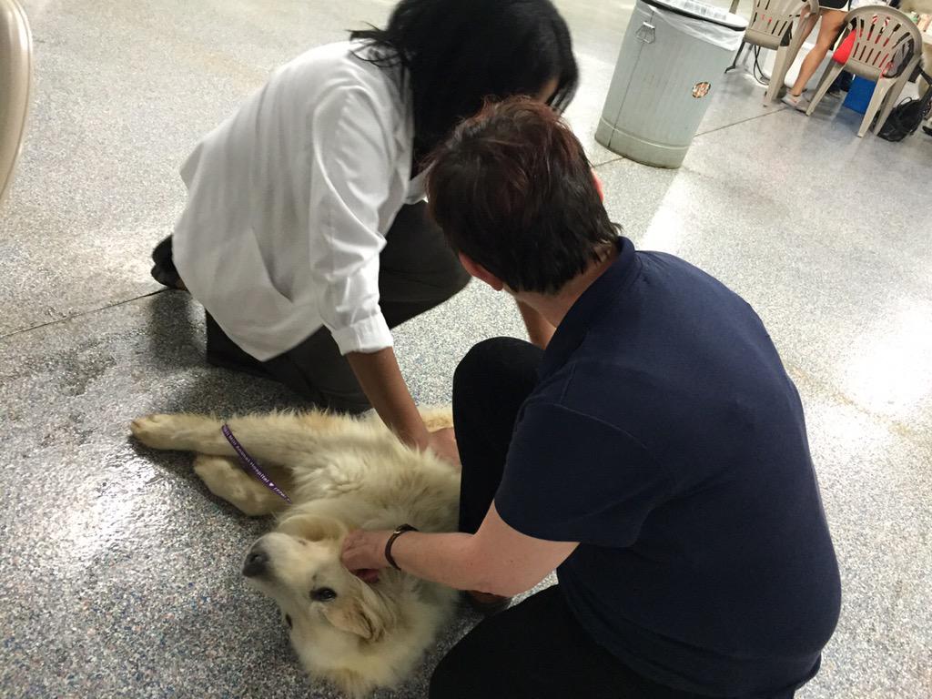 Golden Retrievers rescued from Turkey being checked out by Vets today ...