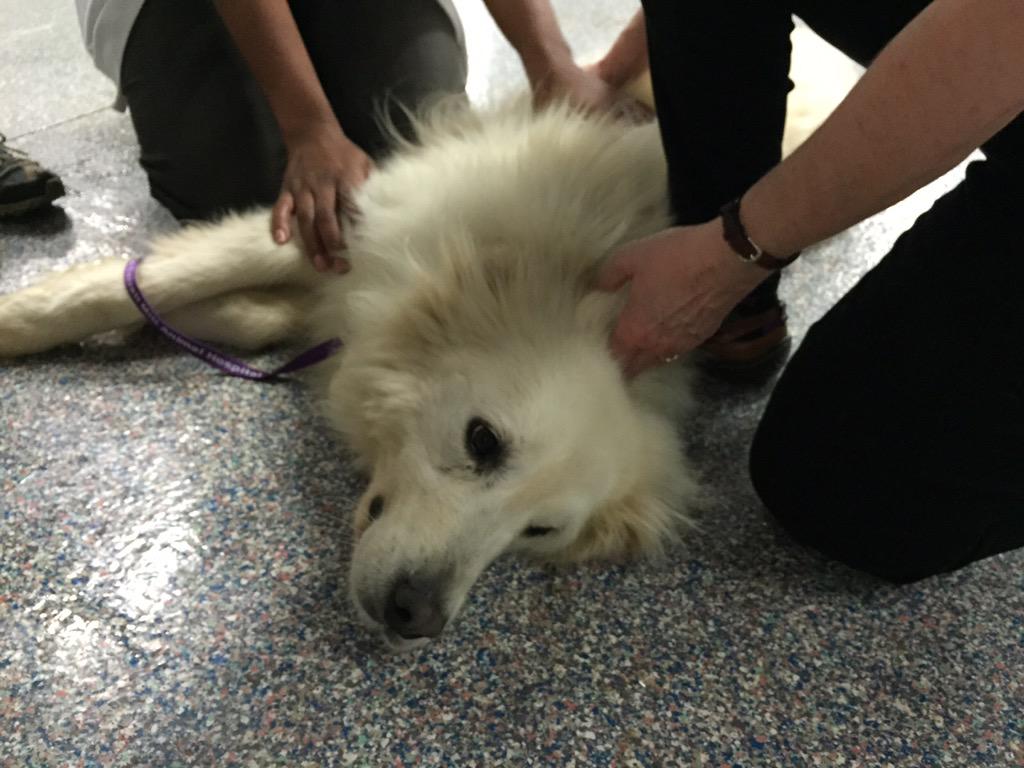 Golden Retrievers: Golden Retrievers rescued from Turkey being checked ...